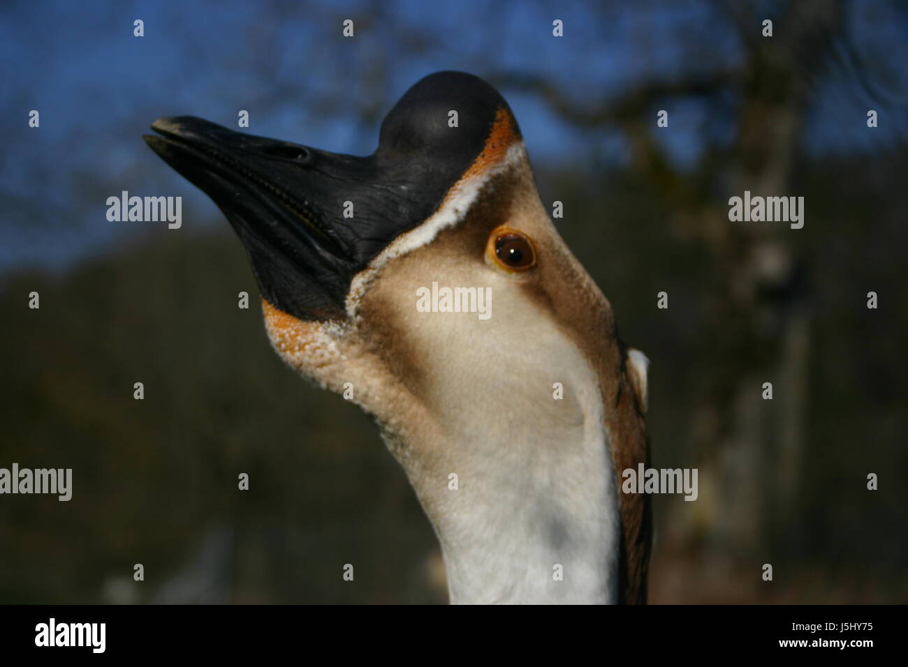 stool garden bird eye organ birds eyes feathers beak goose gardens hump ...