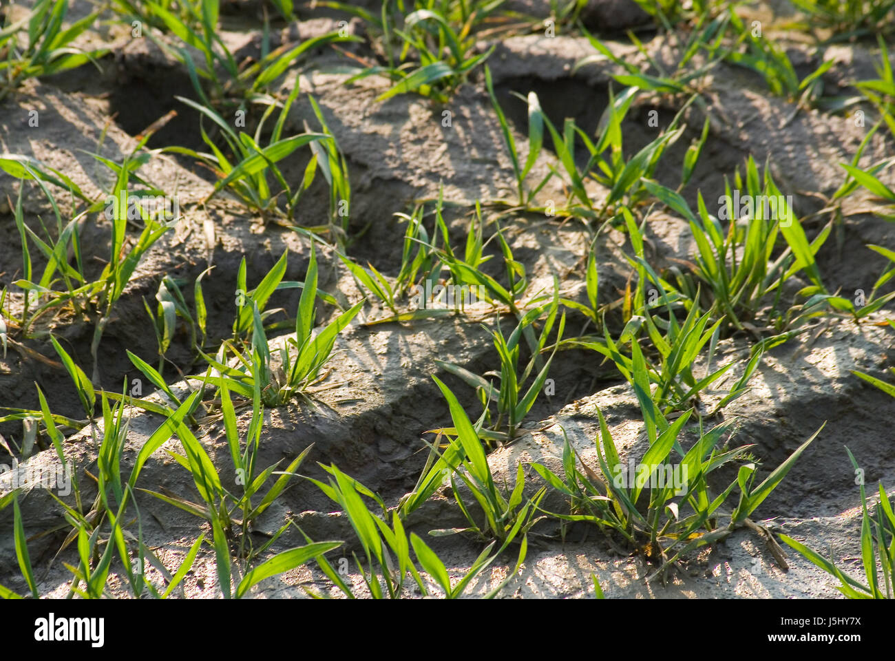 profile agrarian green counter-light spring contrast acre cultivation ...