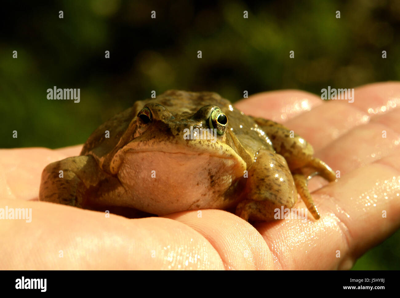Hand to frog hi-res stock photography and images - Alamy