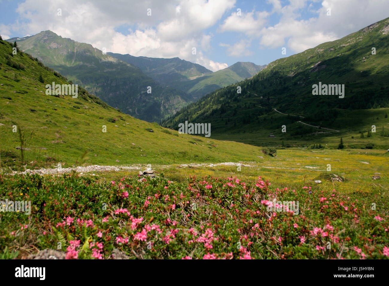 mountains national park alps alp austrians flower flowers plant summer ...