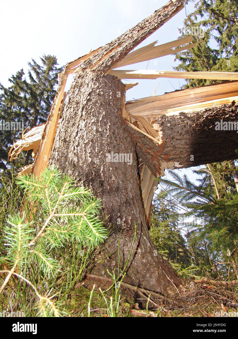tree trunk overturned conifer forest portrait format fragmented ...