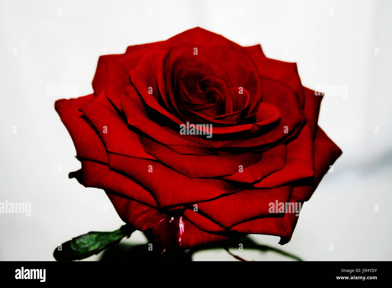 flower plant rose roses gift valentines day dark red darkred love in ...