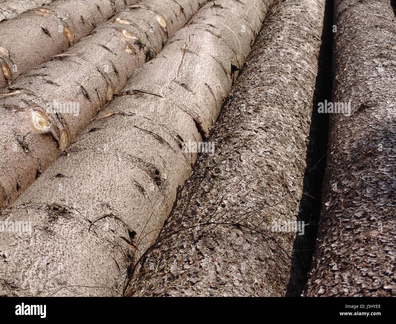 wood tribes raw material landscape format firs building material ...