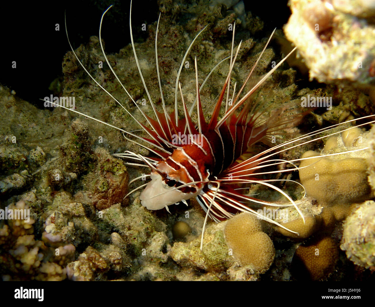 blue stone fish sunbeams underwater bubbles blow float dive weightless ...