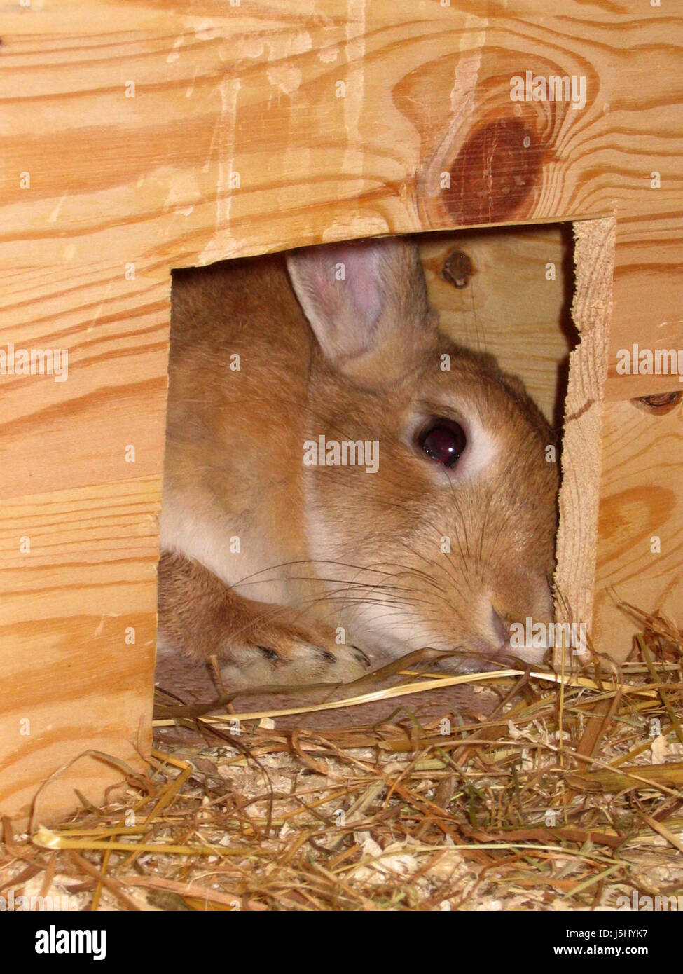 Hare sleep hi-res stock photography and images - Alamy