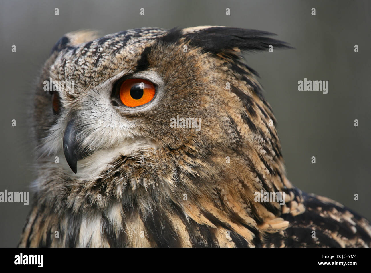 animal bird brown brownish brunette birds raptor feathers feathering ...