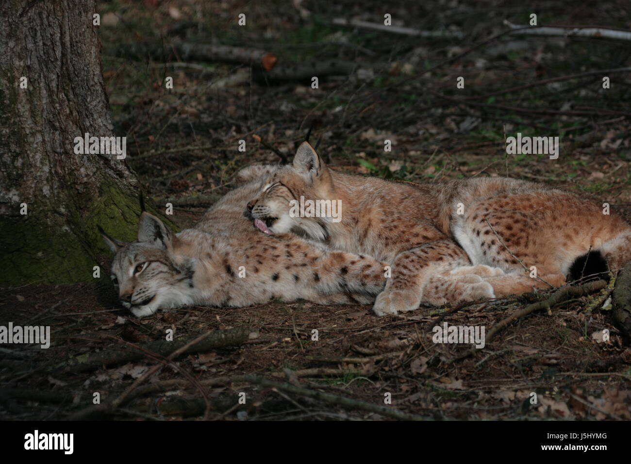 wild zoo europe predator fence wild animal cat big cat feline predator ...