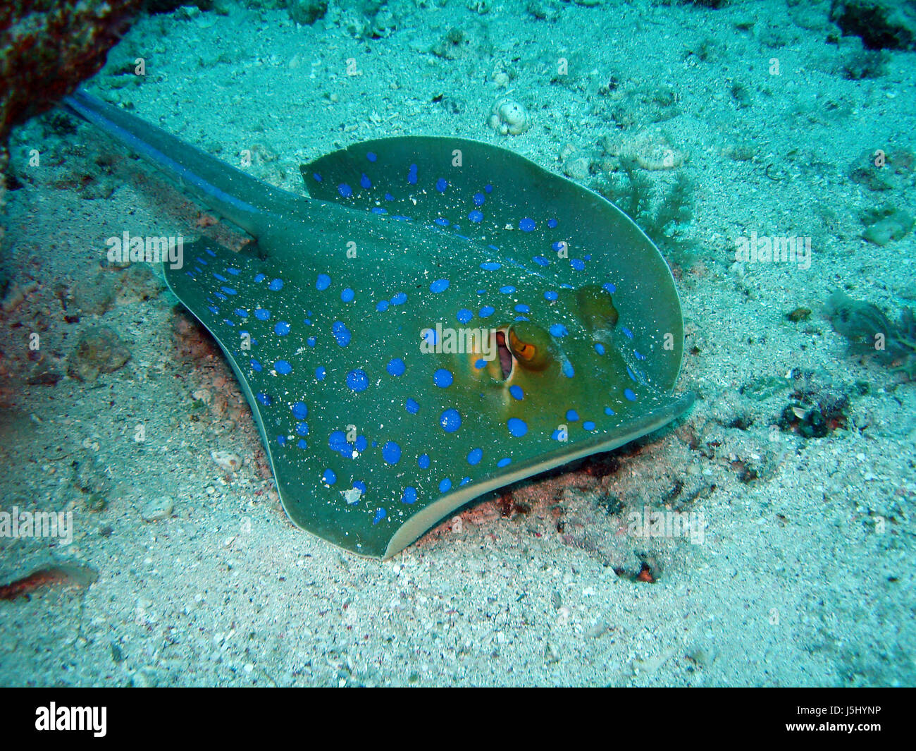 blue fish eye organ underwater egypt furbish sting dive skate atoll ...