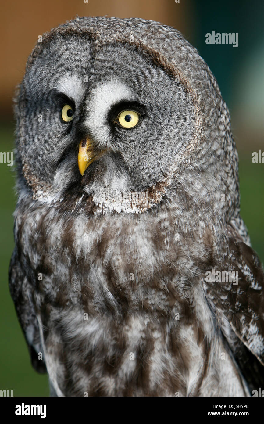 bird birds summer summerly eyes look glancing see view looking peeking ...