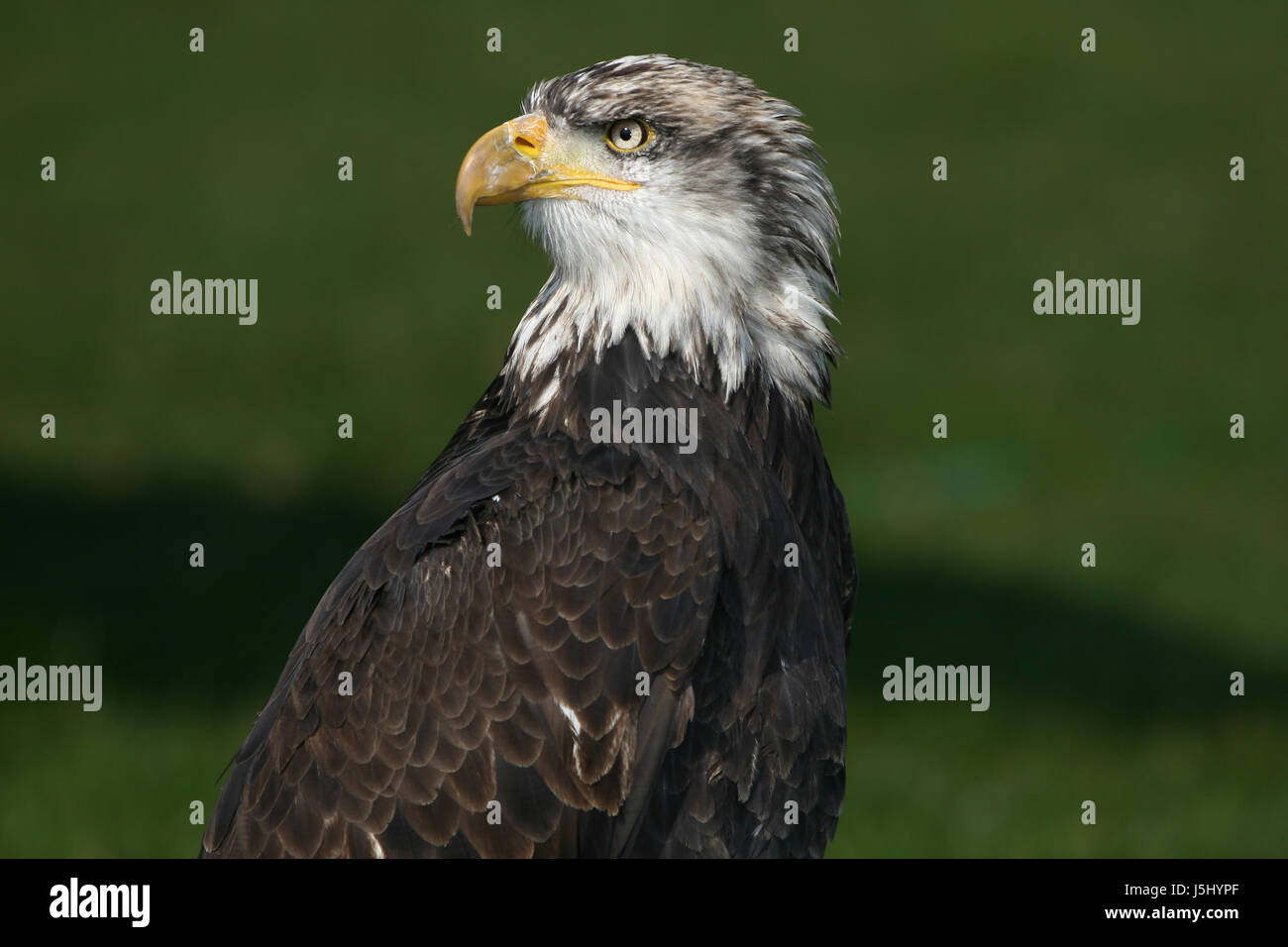 bird birds eyes look glancing see view looking peeking looking at ...