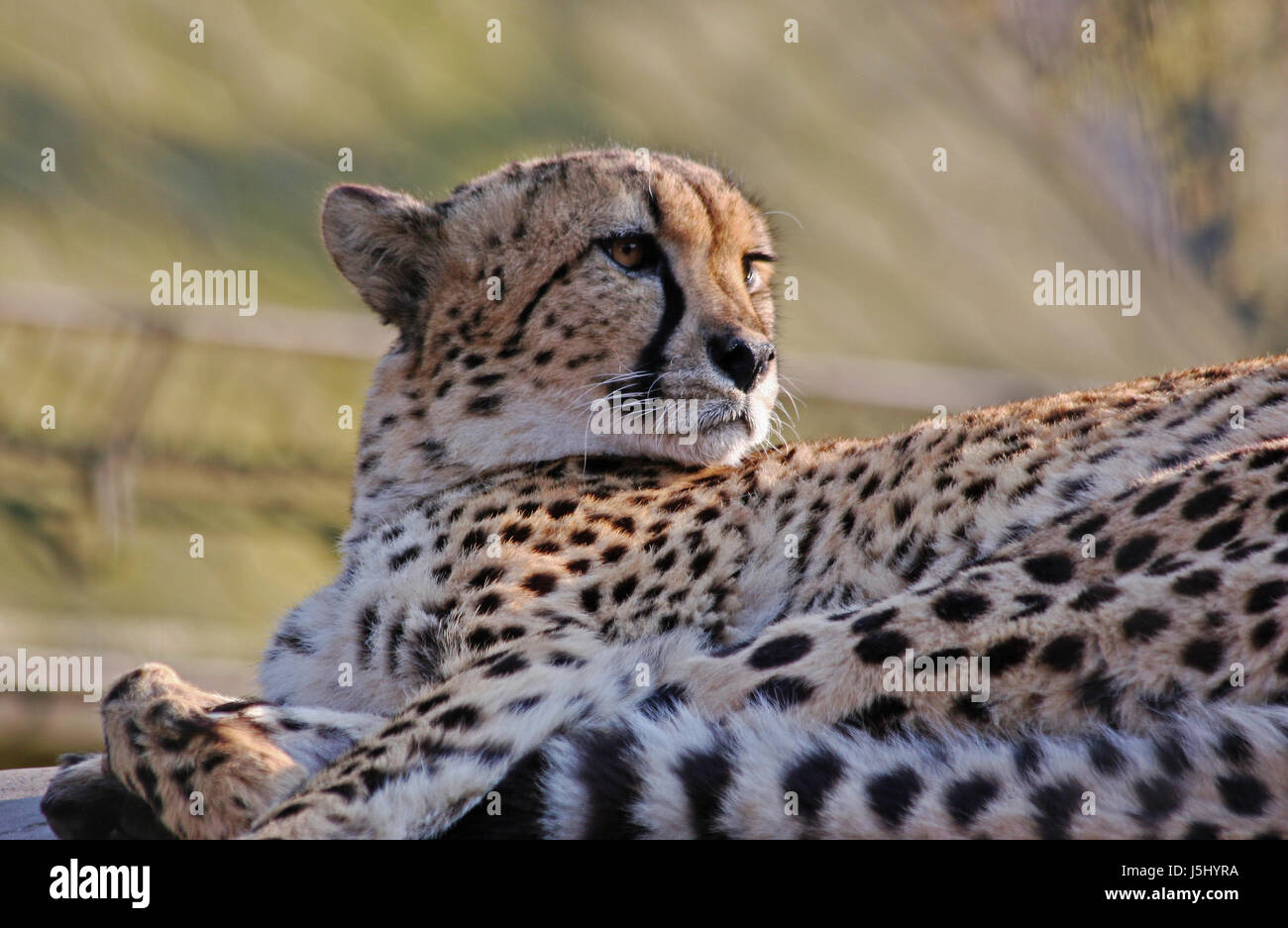 everything under control Stock Photo - Alamy