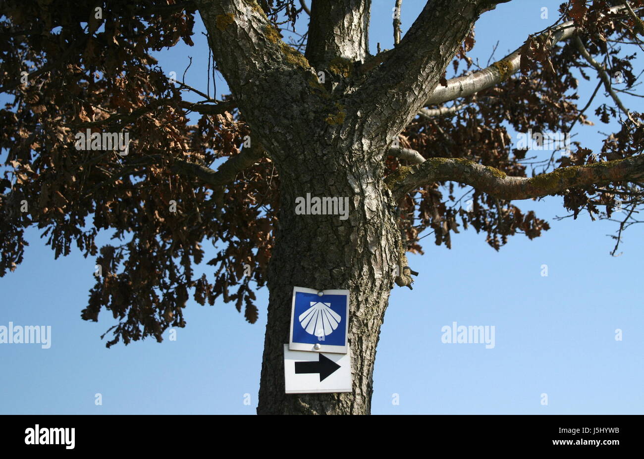 Oak sign hi-res stock photography and images - Alamy