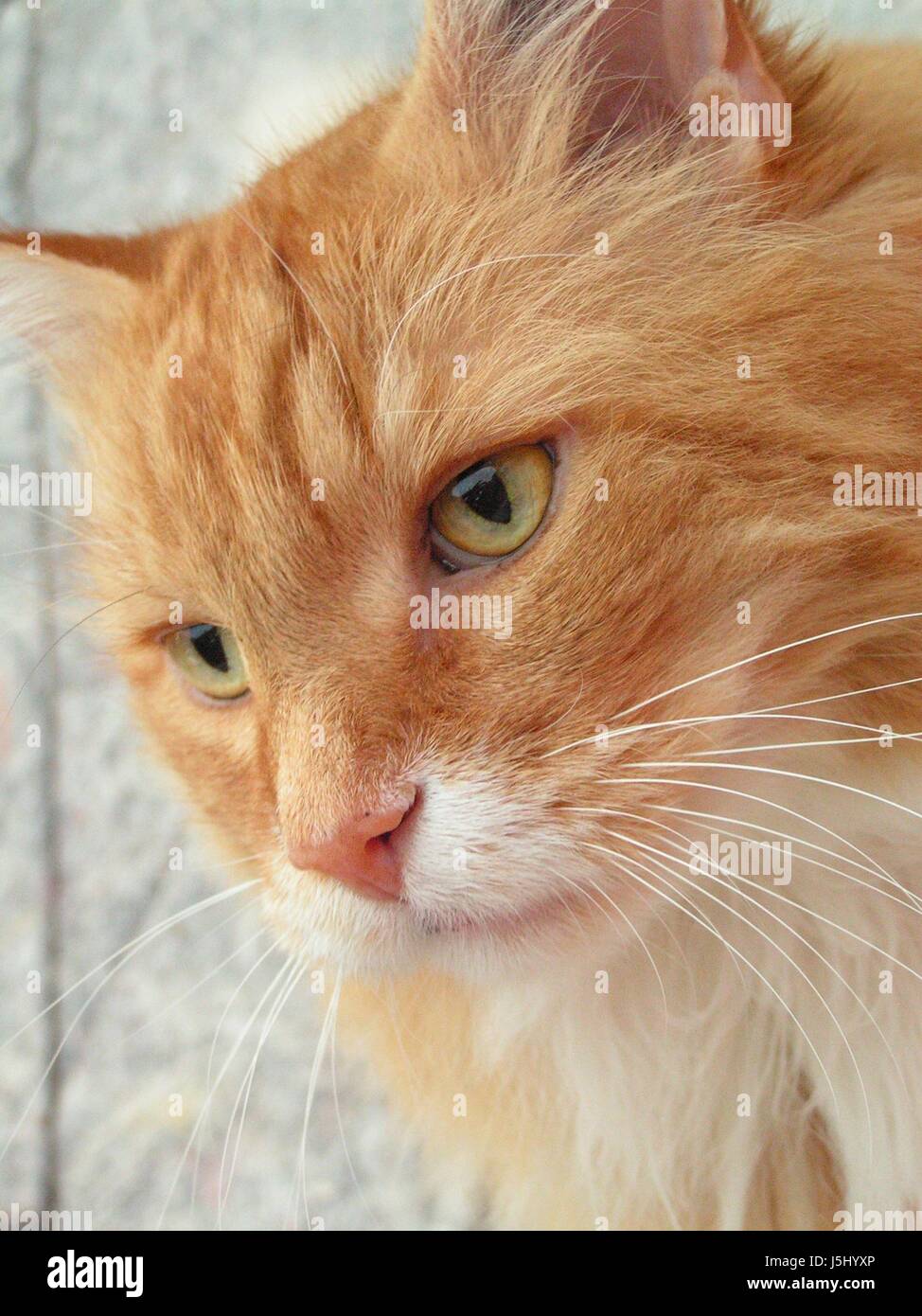 Garfield cat hi-res stock photography and images - Alamy