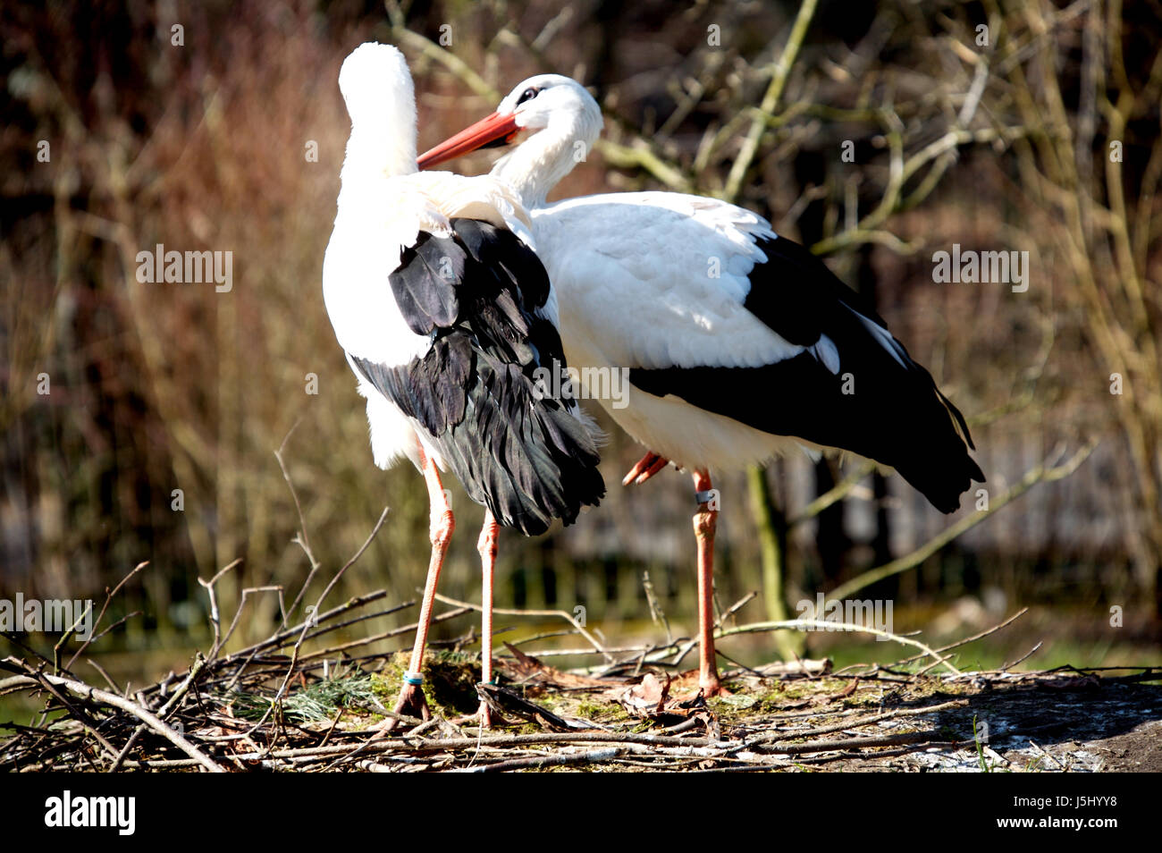 legs ring bird eye organ birds wing feathers beak stork nest storks ...