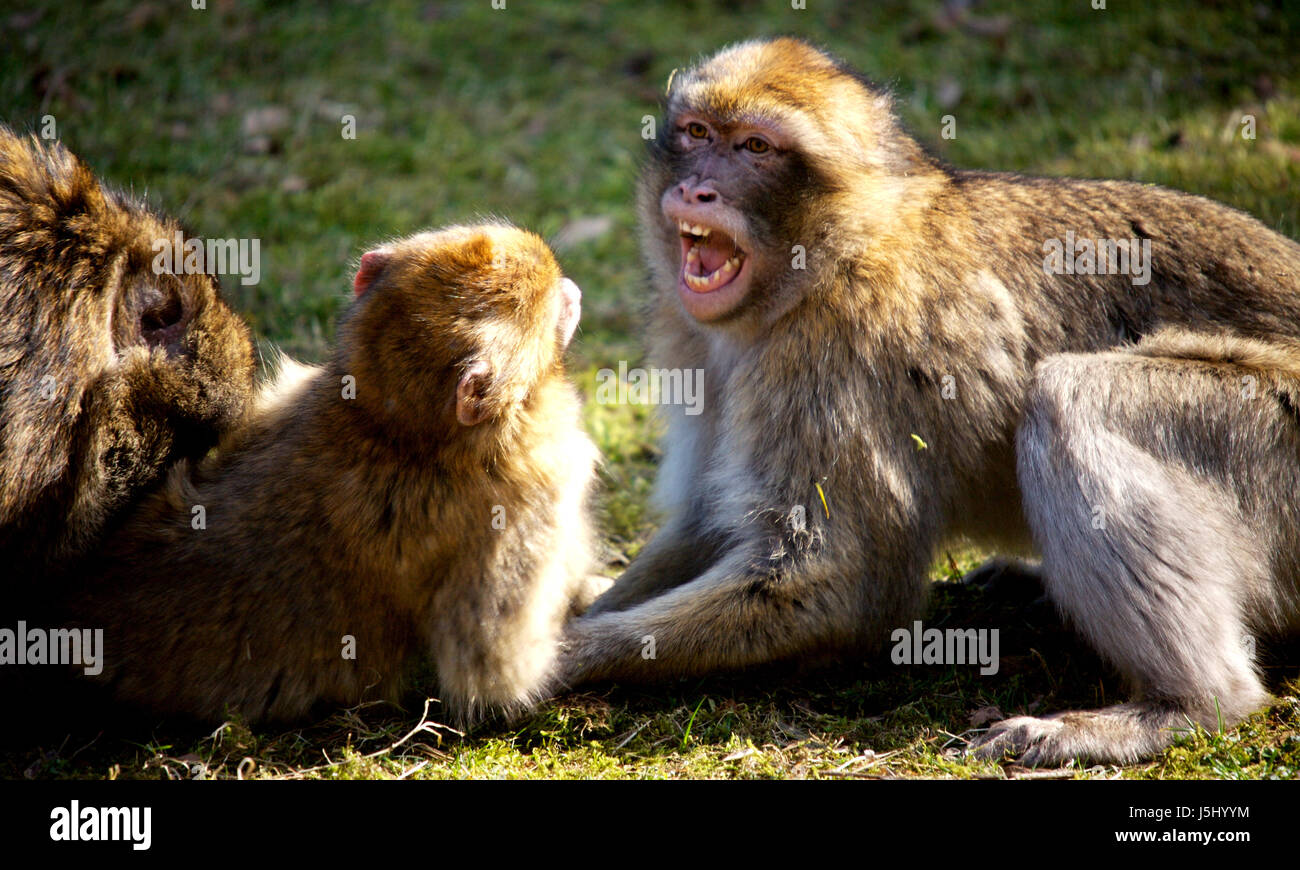 Ready rumble hi-res stock photography and images - Alamy