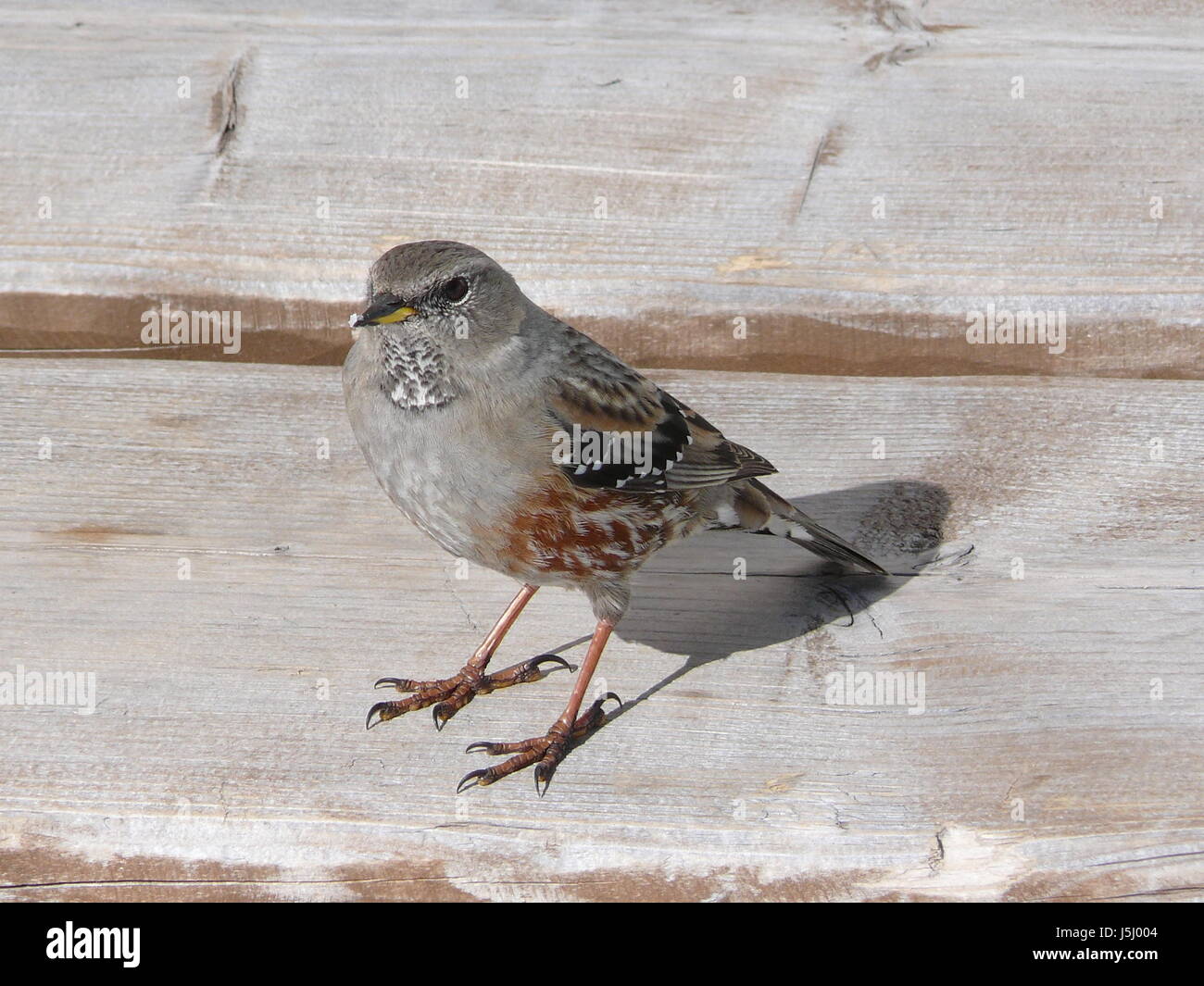 winter bird alps birds switzerland feathering wildlife snow mountain ...