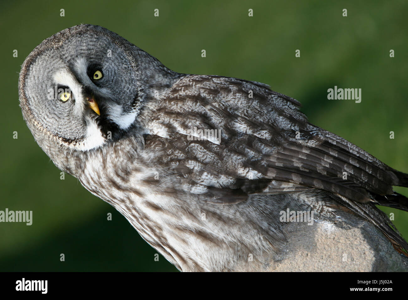 bird birds summer summerly eyes look glancing see view looking peeking ...