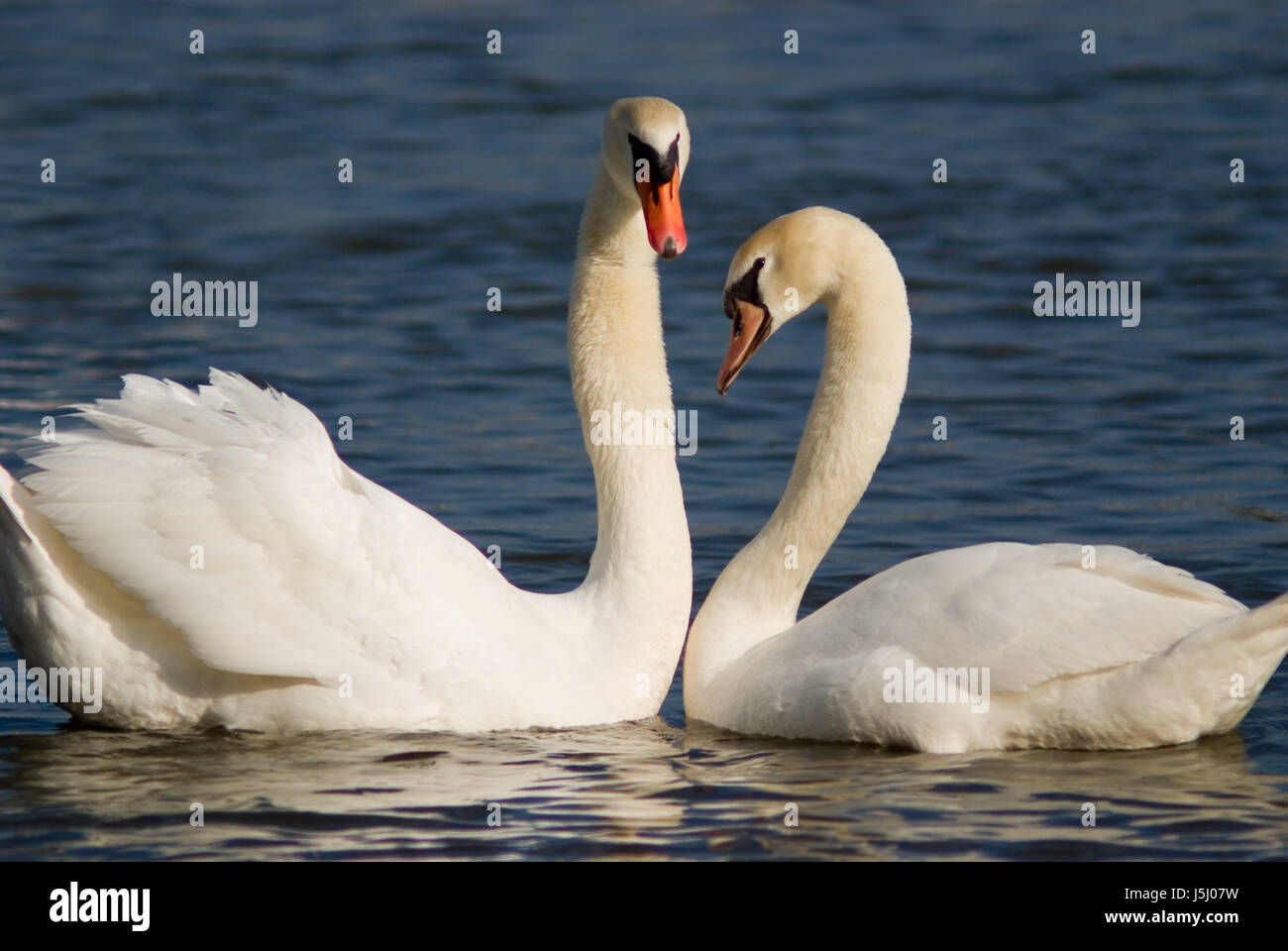 emotions bird animals swans swan birds romanticism duo spring ...
