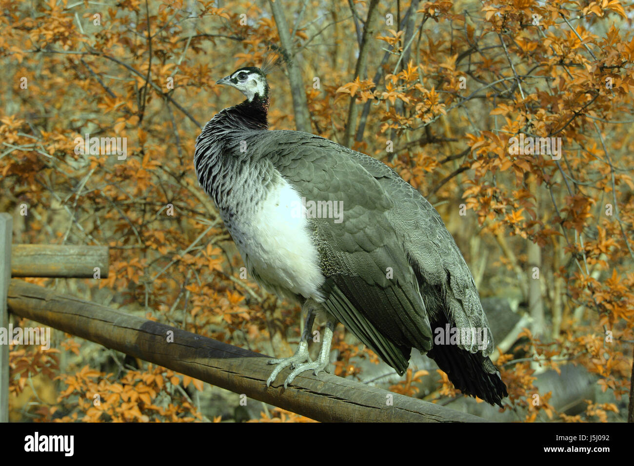lady female bird beam birds beak plumage peacock aigrette beaks feather ...