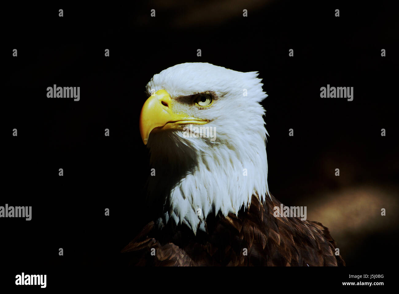 Raptor head hi-res stock photography and images - Alamy