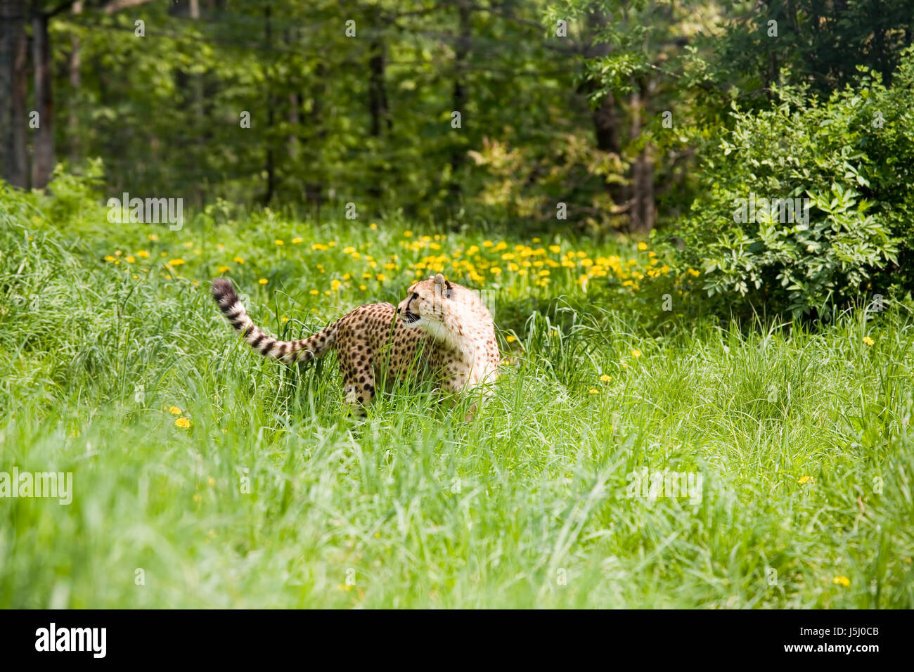 animal fauna africa animals hunter big cat feline predator zoo skin ...