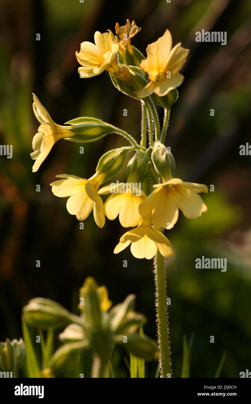garden bloom blossom flourish flourishing leaves flower flowers plant ...