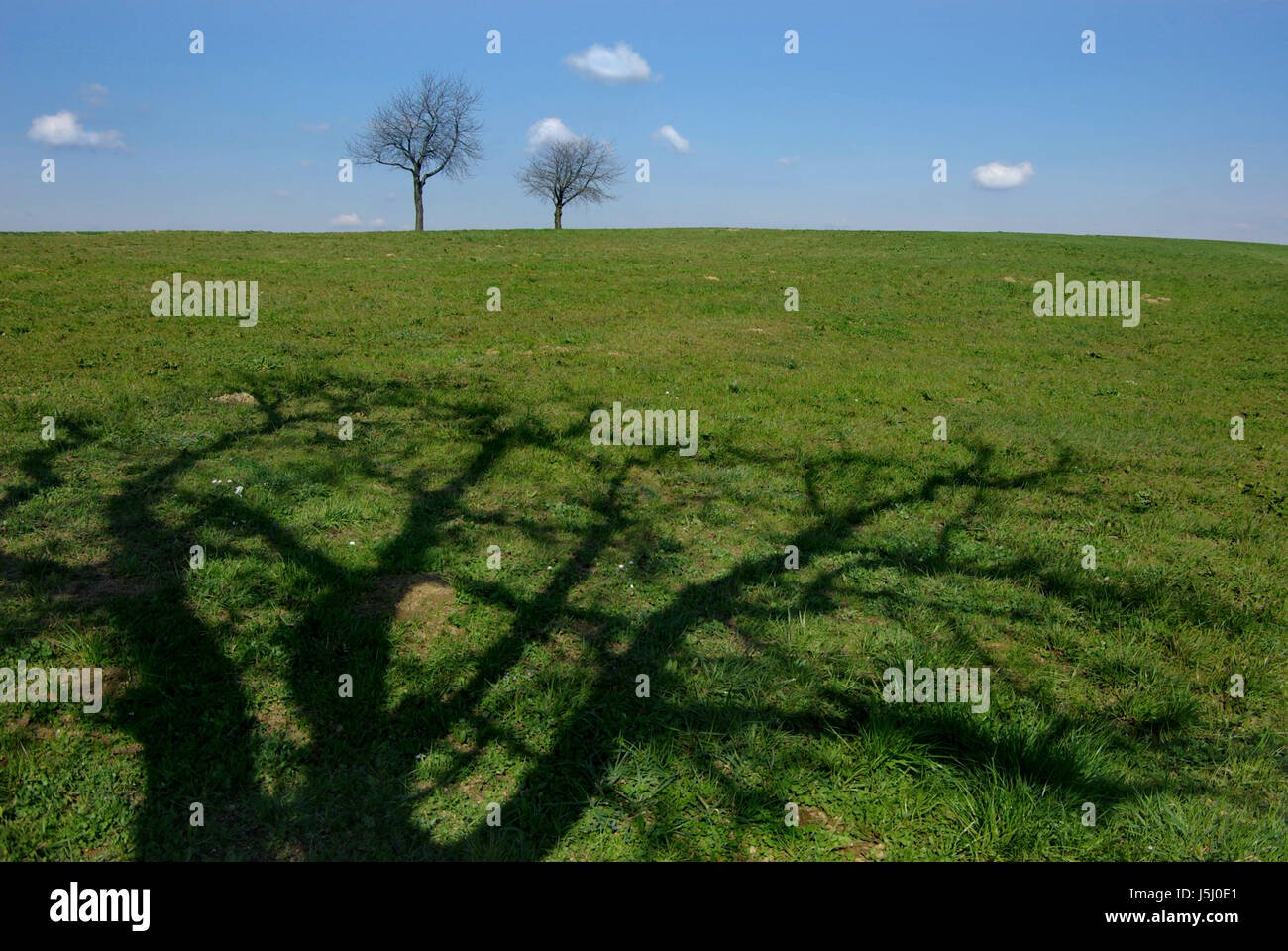 tree clump of trees branches spring shadow play threat meadow firmament ...