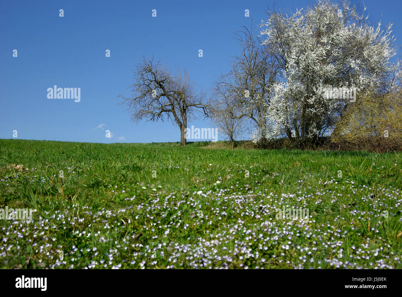 environment enviroment tree trees green coloured colourful gorgeous ...