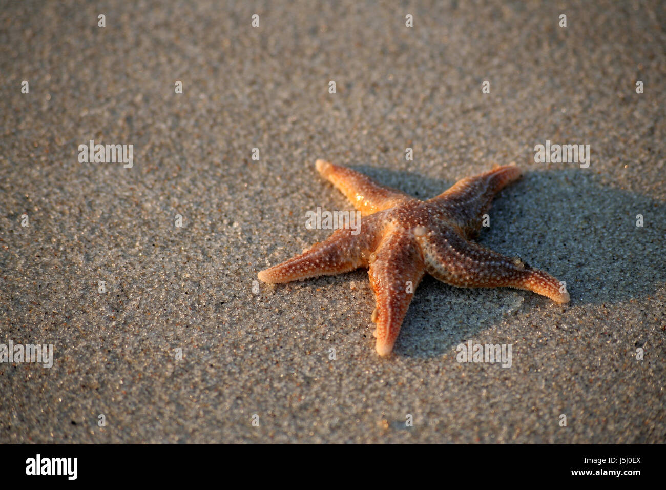 Gemeiner seestern hi-res stock photography and images - Alamy