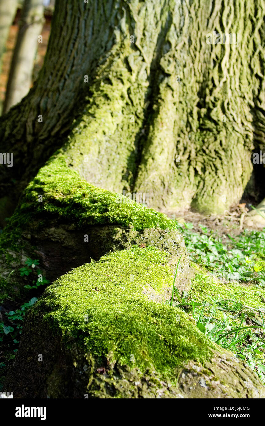 environment enviroment tree trees wood trunk bark wet moss moist snag ...
