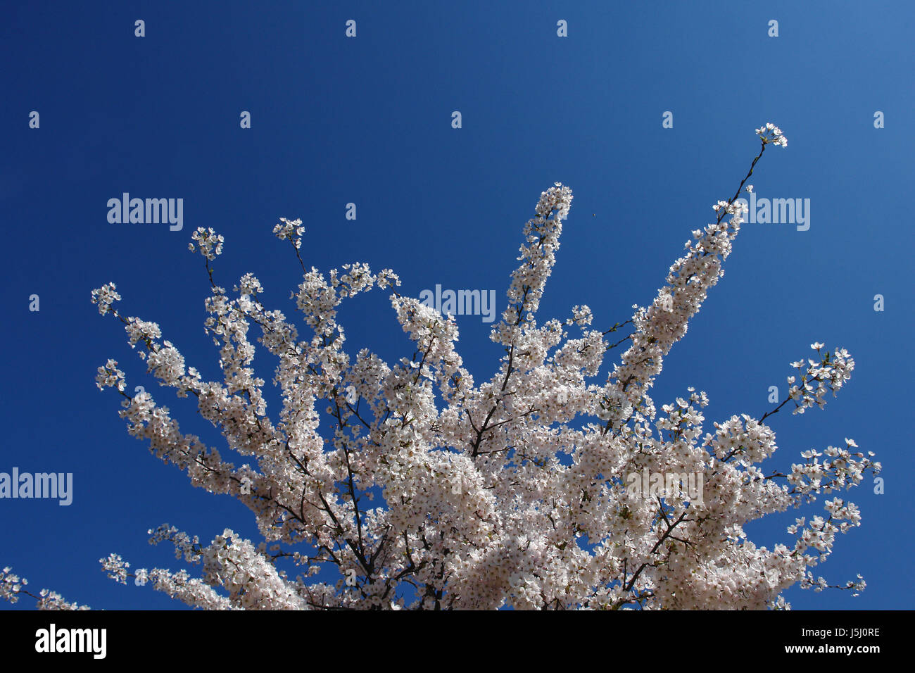 blue leaf flower plant bloom blossom flourish flourishing spring rowan ...
