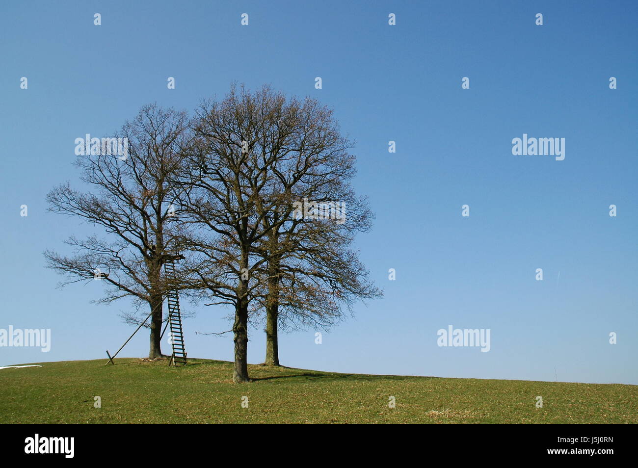 blue tree trees deciduous tree clump of trees branches oak spring ...