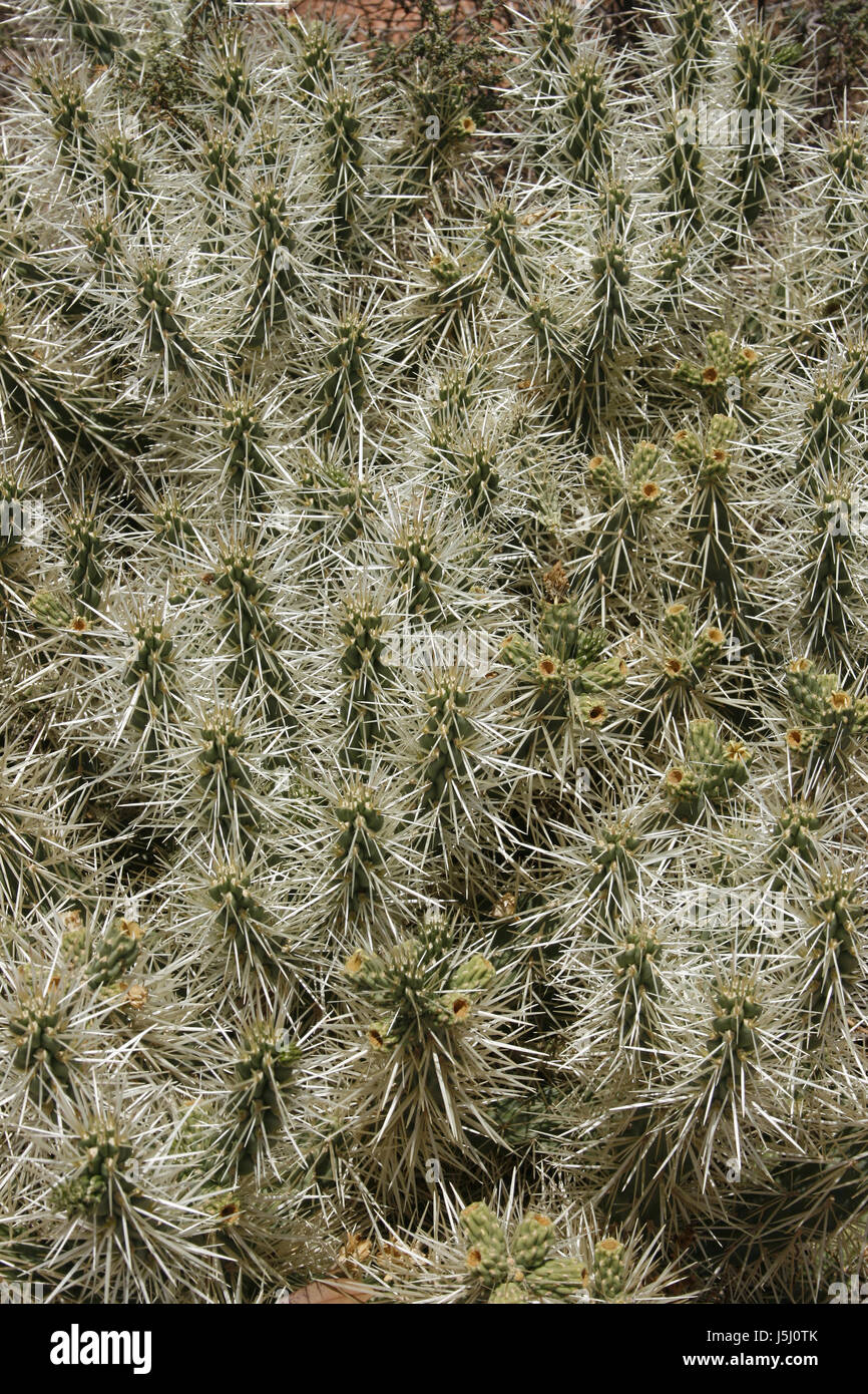 plant desert wasteland green australia pointed sting cacti cactus ...