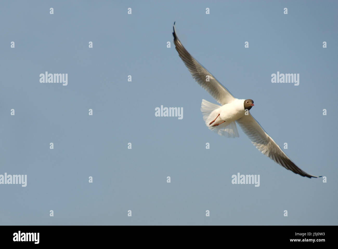 blue flight bird beach seaside the beach seashore birds wing beak coast ...