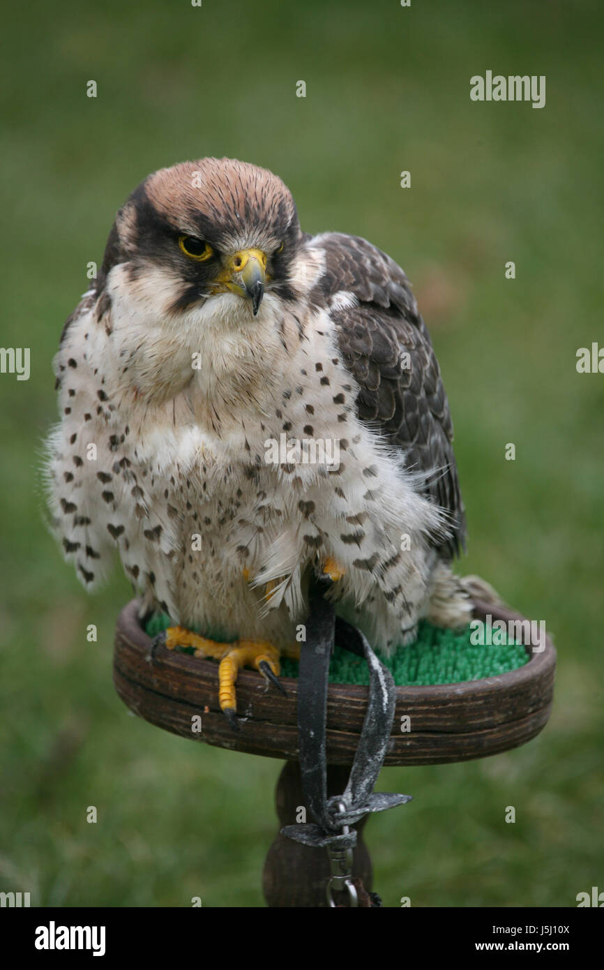 animal bird animals birds falcon raptor birds of prey feathering ...
