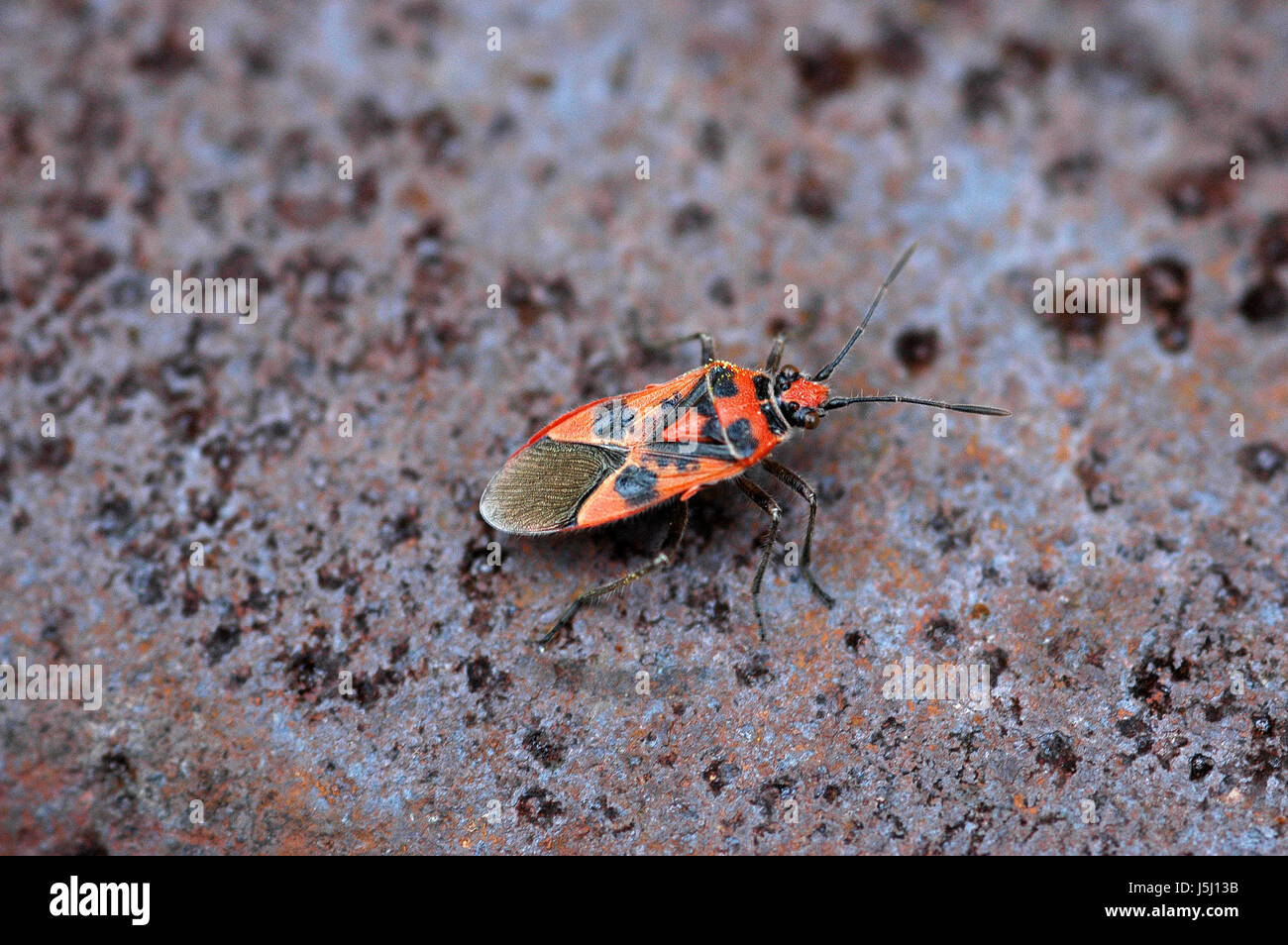 insect insects rail black swarthy jetblack deep black rusty rust bug ...