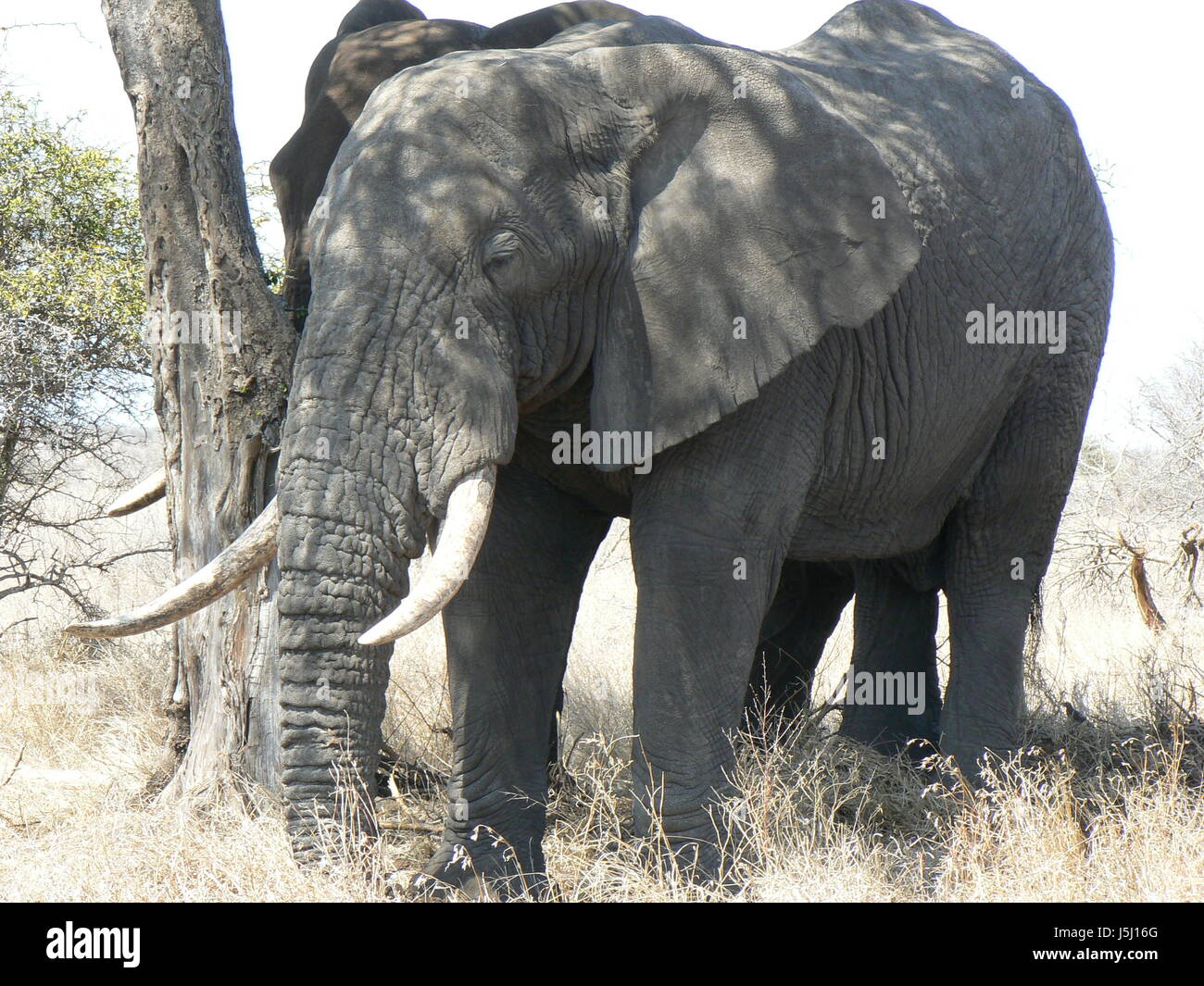Very old elephant hi-res stock photography and images - Alamy