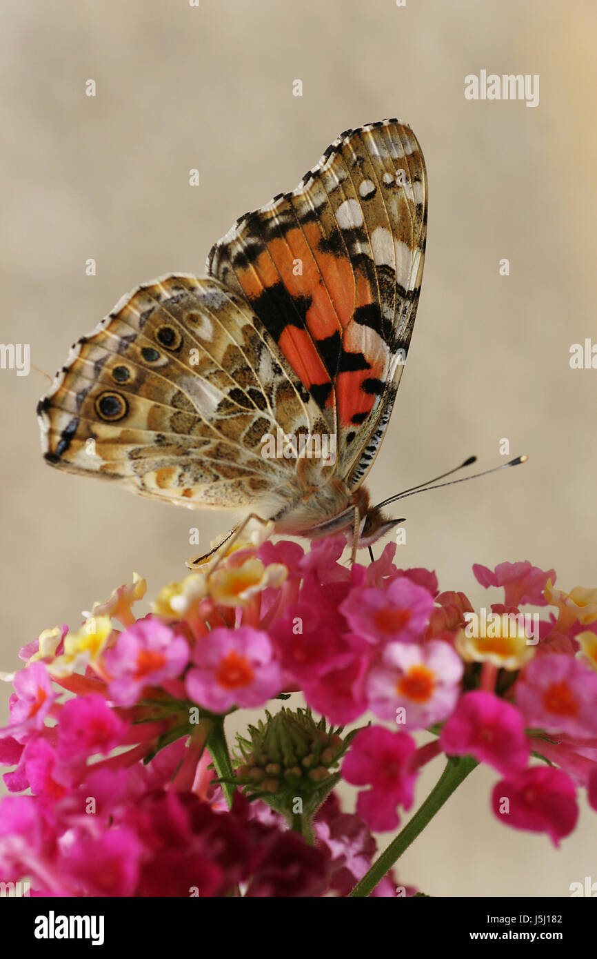 animal insect flower plant insects bloom blossom flourish flourishing ...