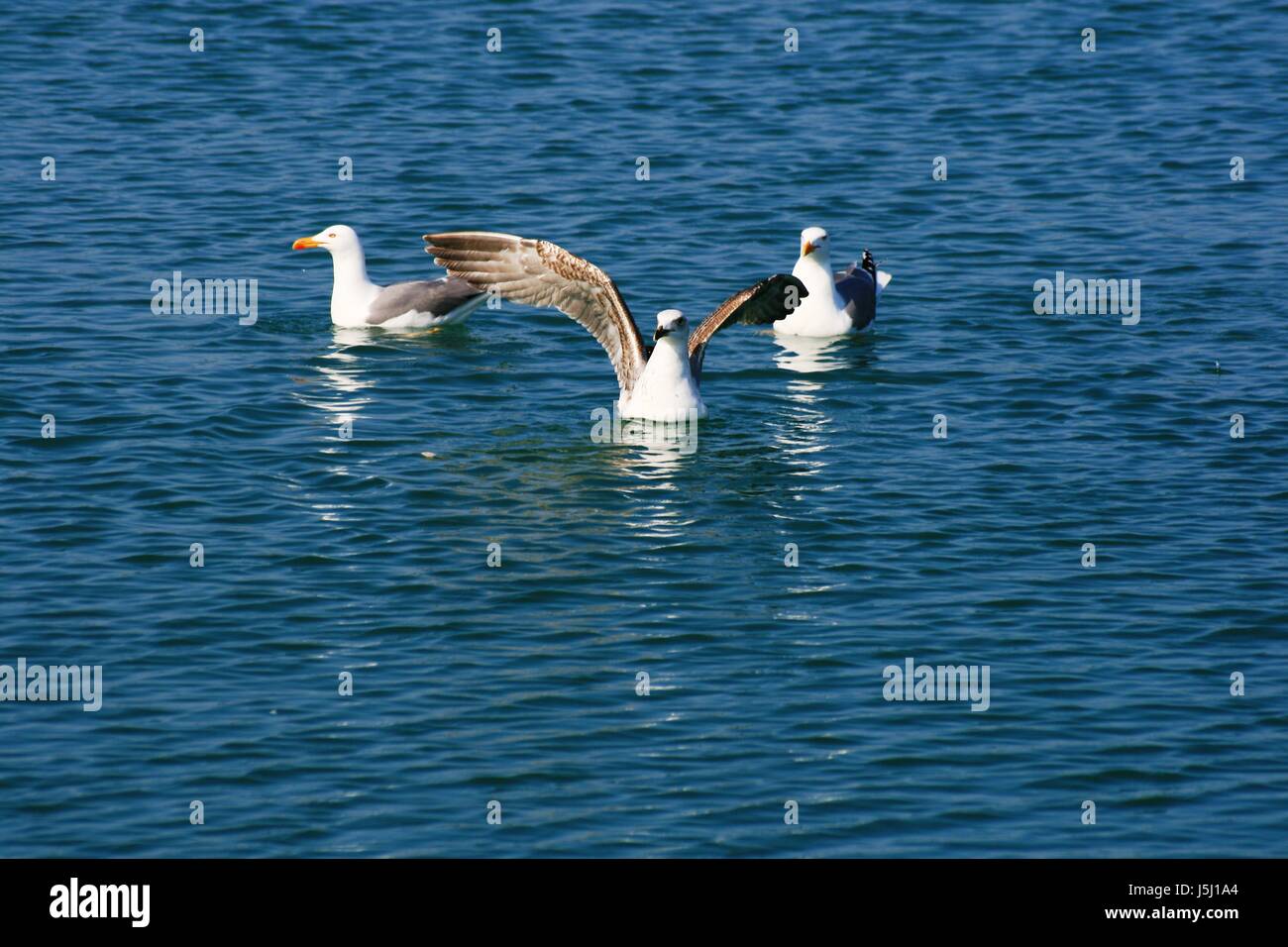 blue bird curiosity watchful birds wing feathers feathering three ...