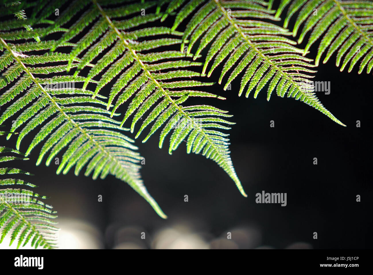 Filicinophyta hi-res stock photography and images - Alamy