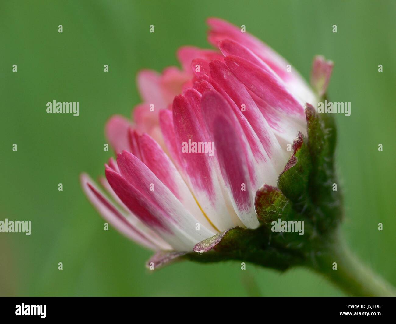 environment enviroment garden flower plant bloom blossom flourish ...