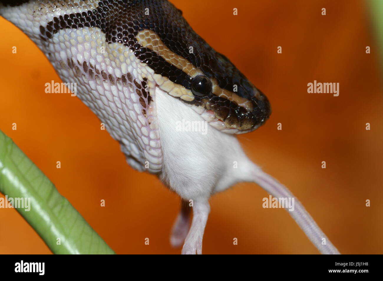 Knigspython hi-res stock photography and images - Alamy