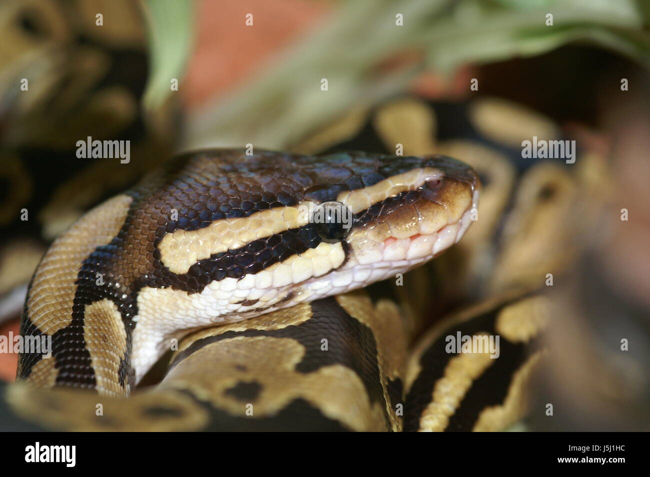 Knigspython hi-res stock photography and images - Alamy