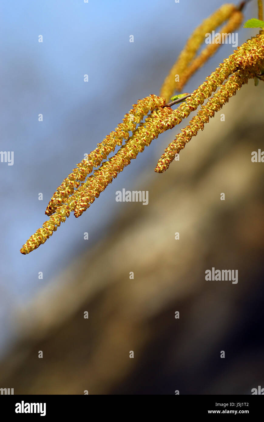 sperm pollen browse weeping willow weeping willows willow weidengewchs ...