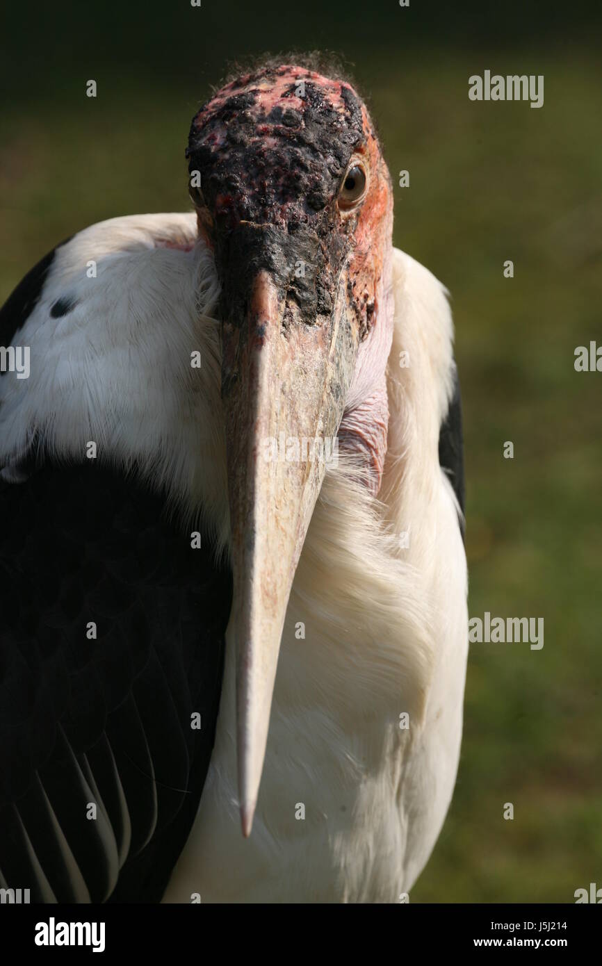 bird birds feathers beak scavenger exotic feathering striking beaks ...