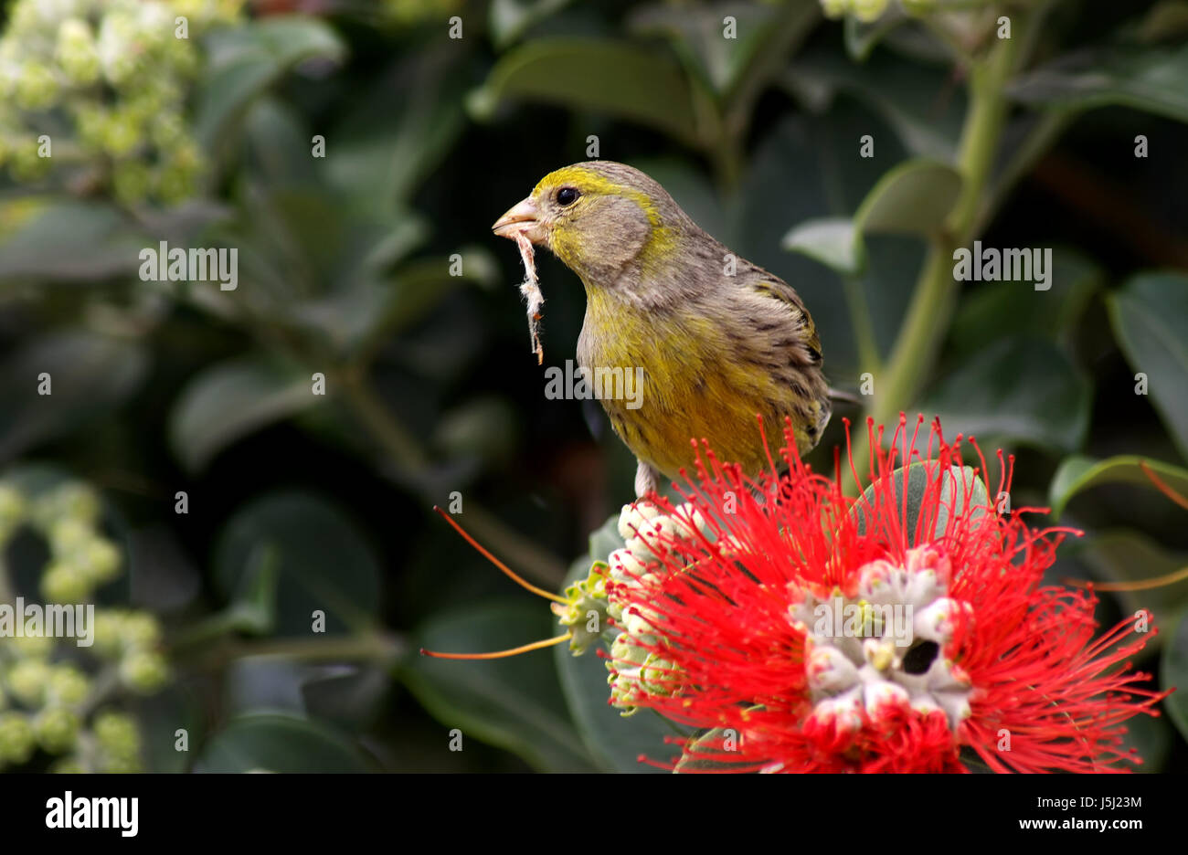 tree summer summerly sperm nectar evergreen wildlife to gorge engulf ...