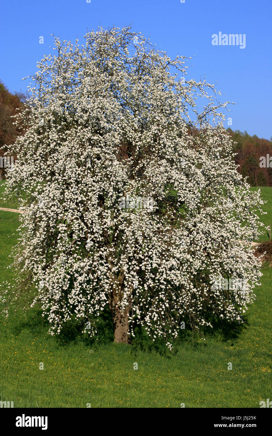 tree green bloom blossom flourish flourishing spring meadow nature ...