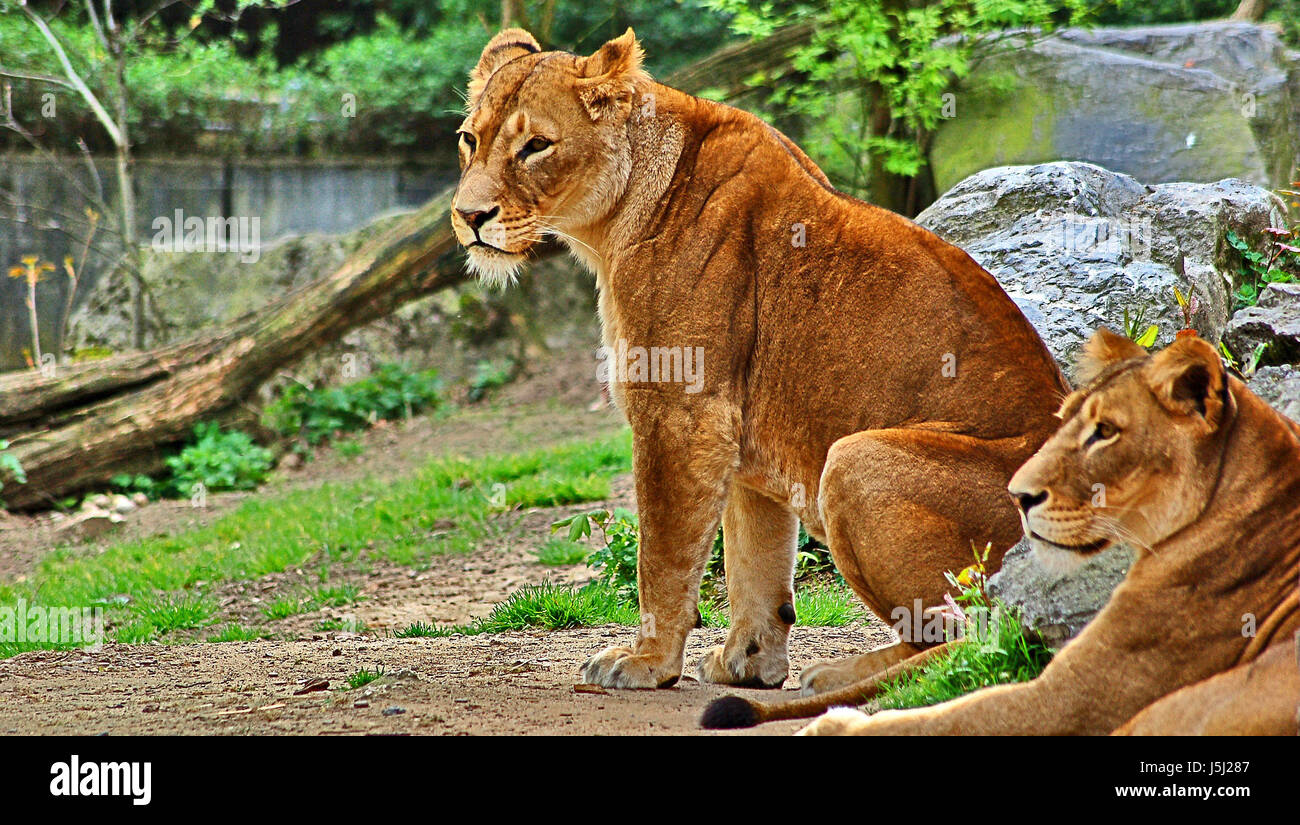 wait waiting animals lie lying lies look glancing see view looking ...