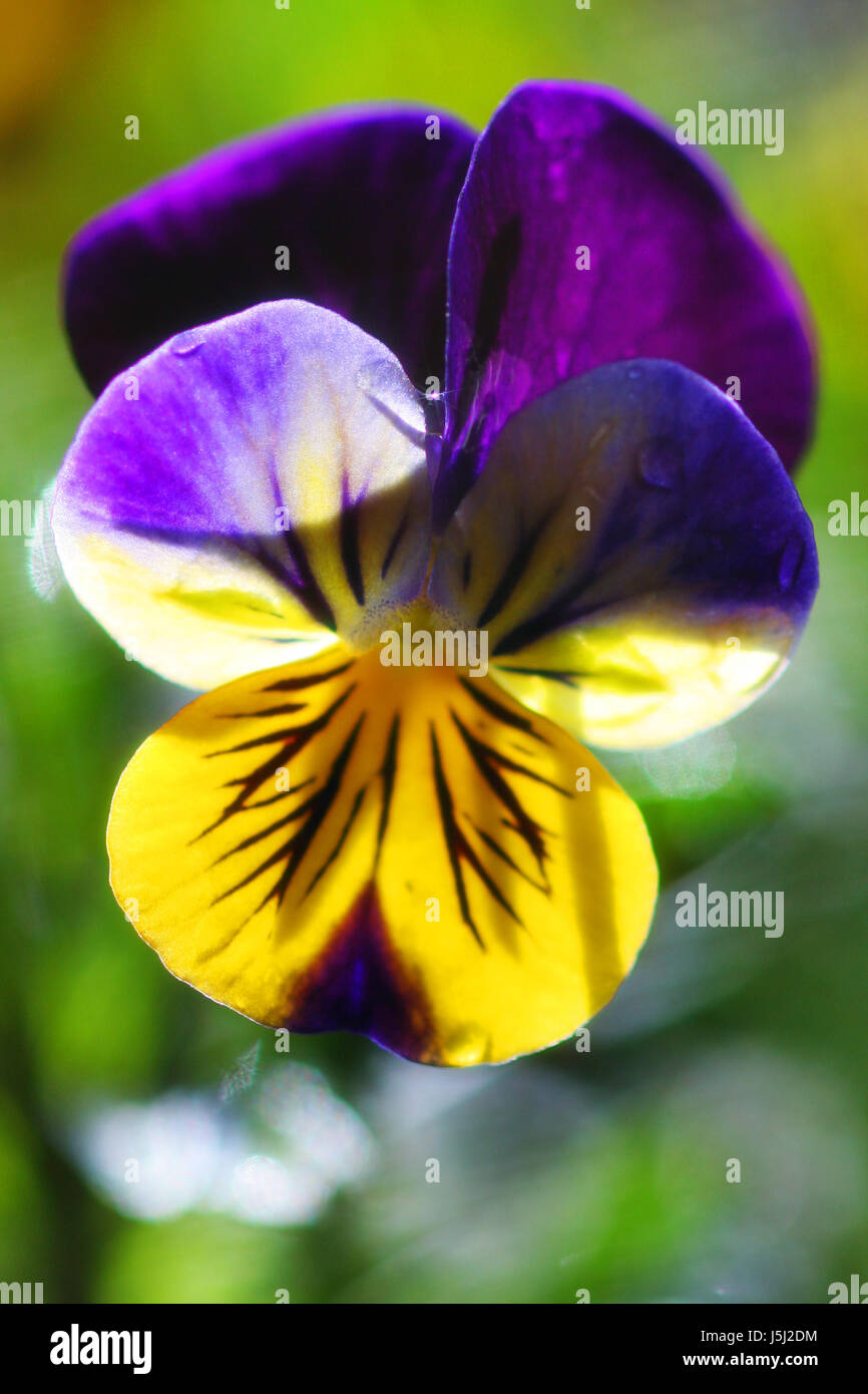 Viola species hi-res stock photography and images - Alamy