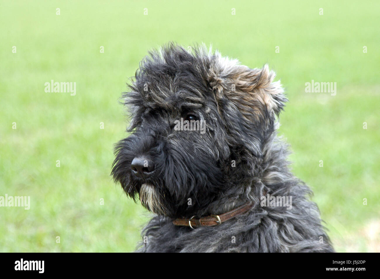 Hundefhrerschein hi-res stock photography and images - Alamy